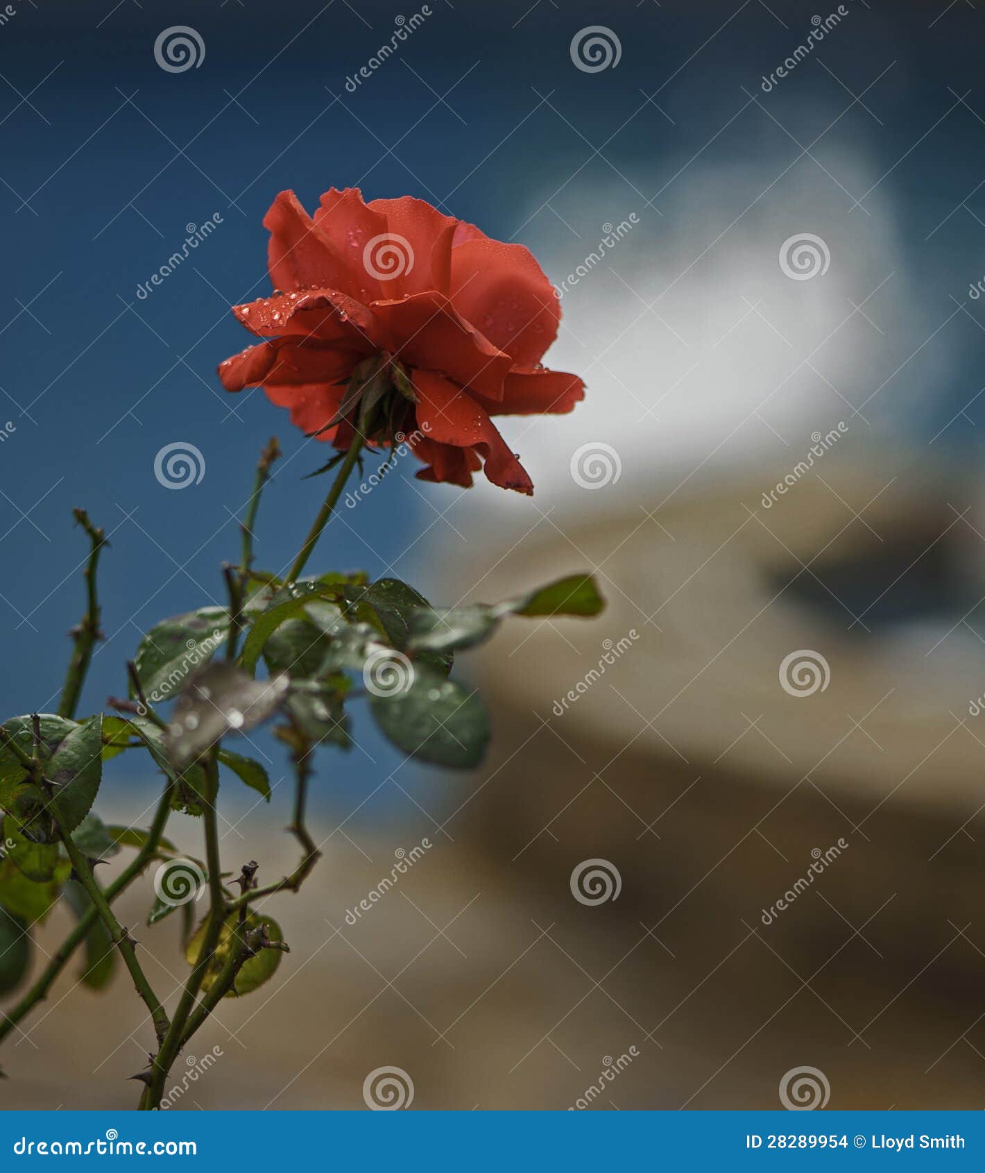 Rosa só foto de stock. Imagem de espinhos, isolado, calma - 28289954