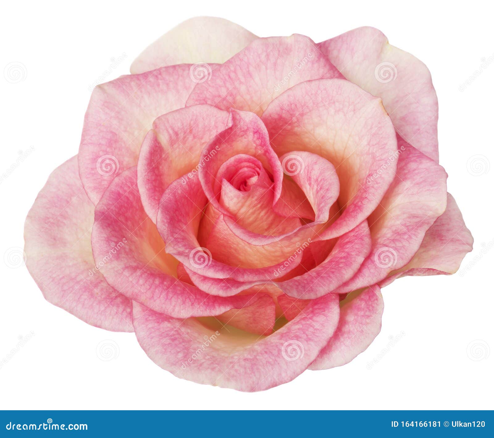 Rosa Rosa Simple, Aislada En Fondo Blanco Imagen de archivo - Imagen de ...