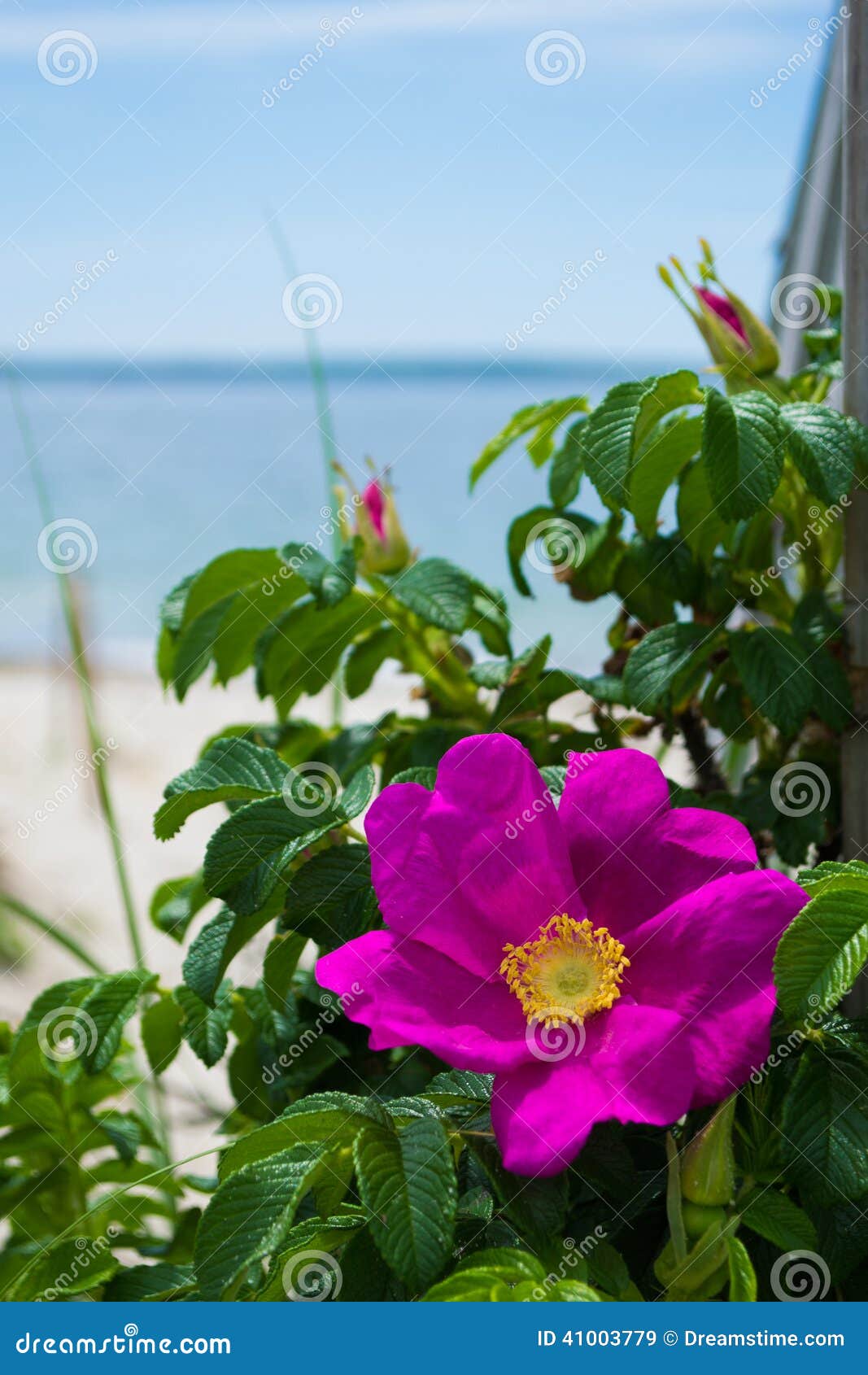 Rosa Strand Rose stockbild. Bild von rosa, makro, stieg - 41003779