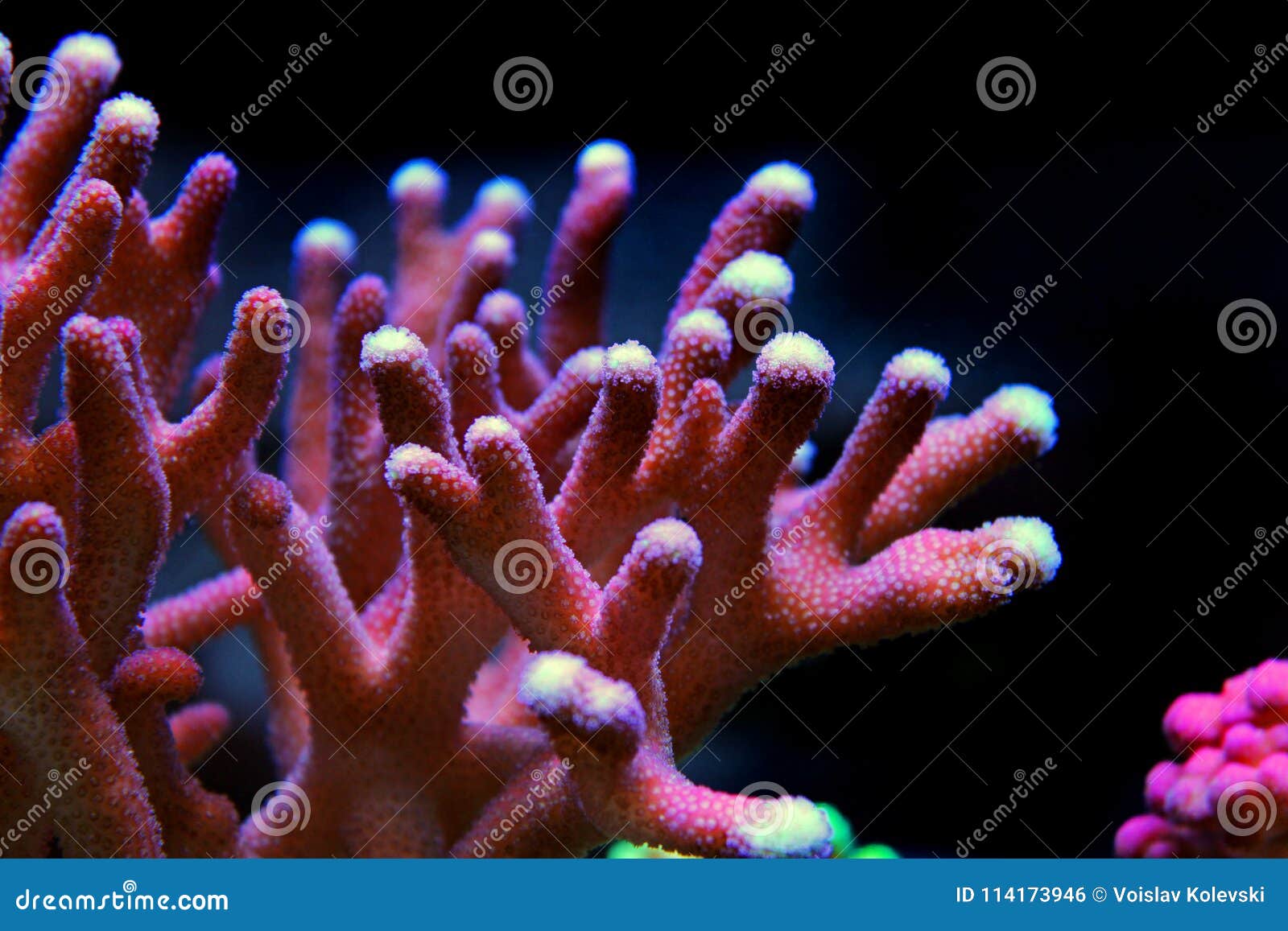 Rosa Stylophorasps-korall I Akvarium Arkivfoto - Bild av hobby, stänga ...