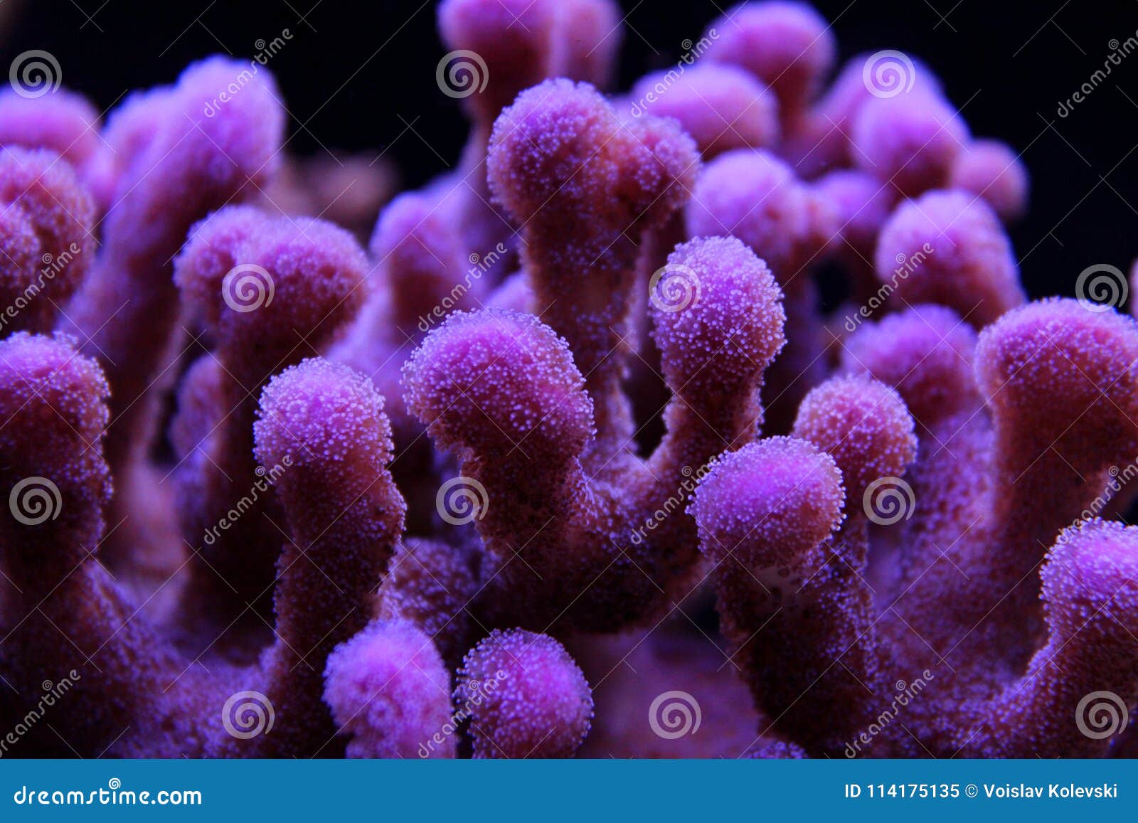 Rosa Stylophorasps-korall I Akvarium Fotografering för Bildbyråer ...