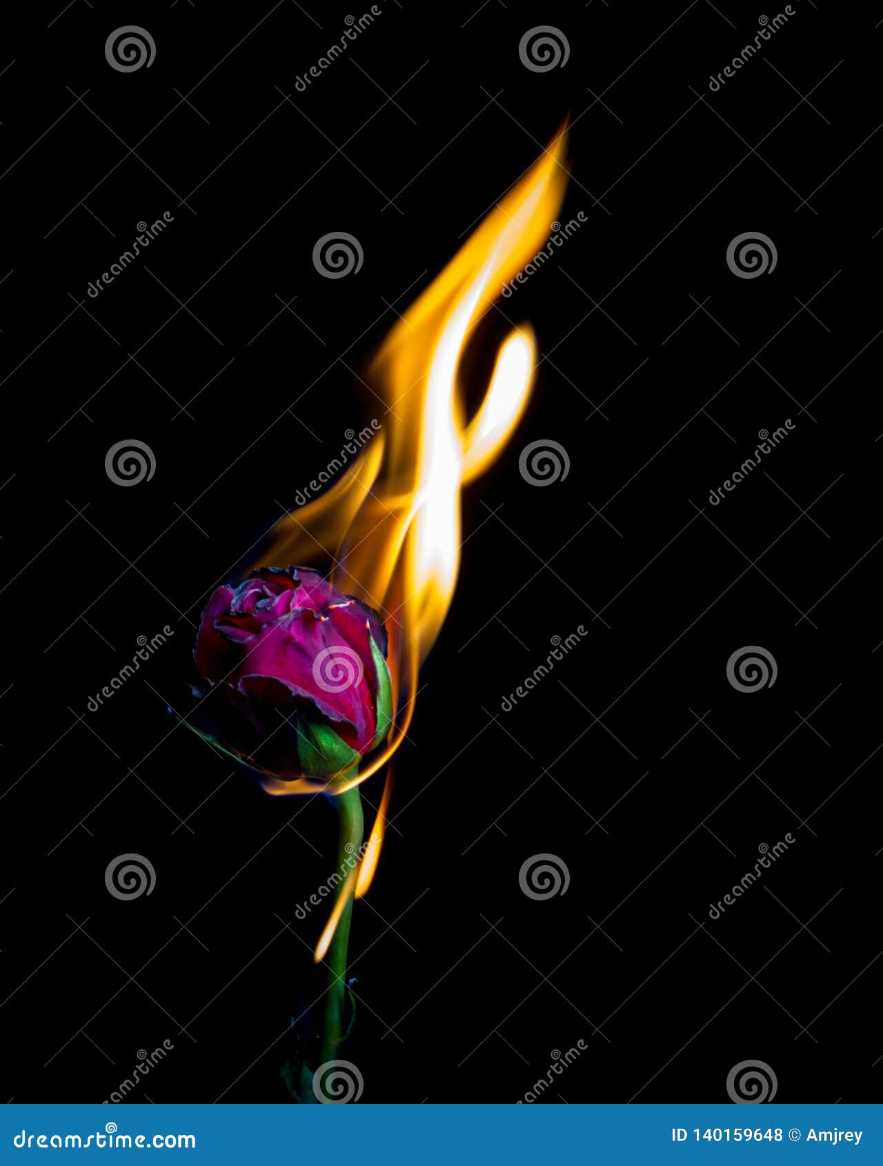 Rosa su fuoco fotografia stock. Immagine di nave, fiamma - 140159648