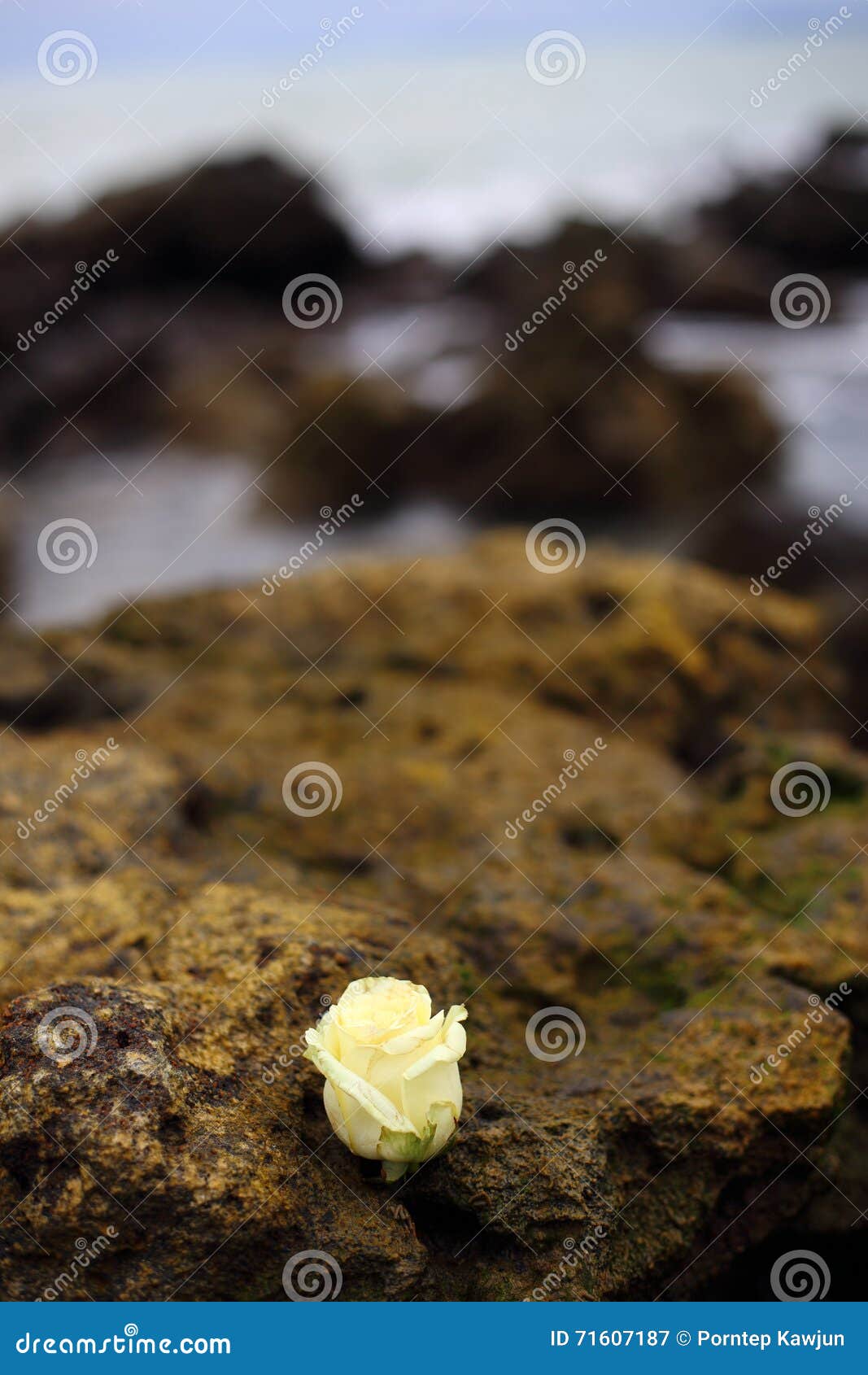 Rosa sulla roccia immagine stock. Immagine di surf, roccia - 71607187