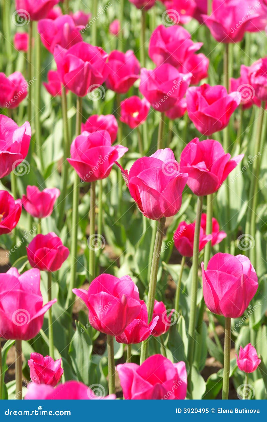 Rosa tulpan fotografering för bildbyråer. Bild av kronblad - 3920495