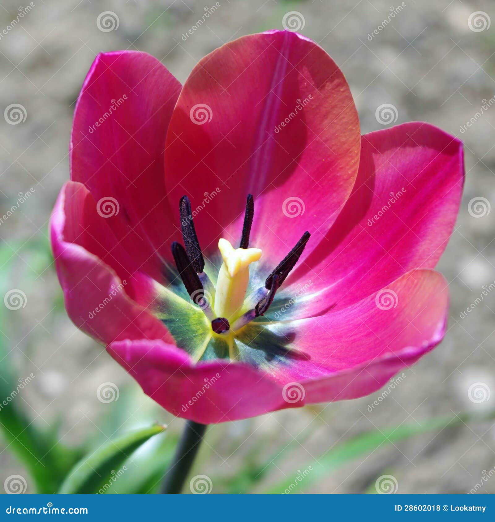 Rosa Tulpe stockfoto. Bild von frech, geöffnet, schönheit - 28602018