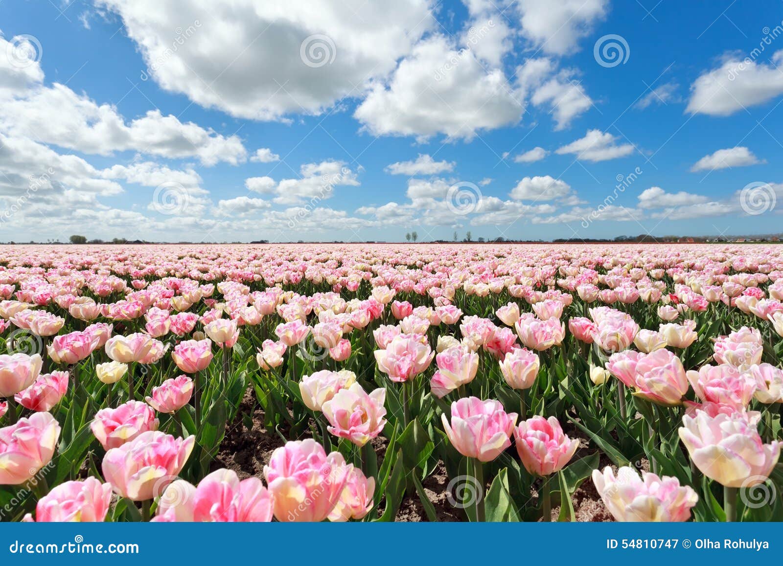 Rosa Tulpenfeld Und Blauer Himmel Stockbild - Bild von tageslicht ...