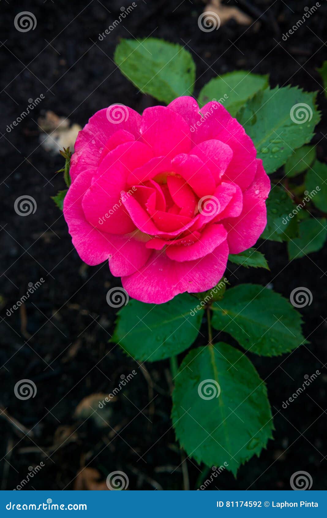 Rosa Valencia Theehybride Kordes 1989 Stockfoto - Bild von frech ...