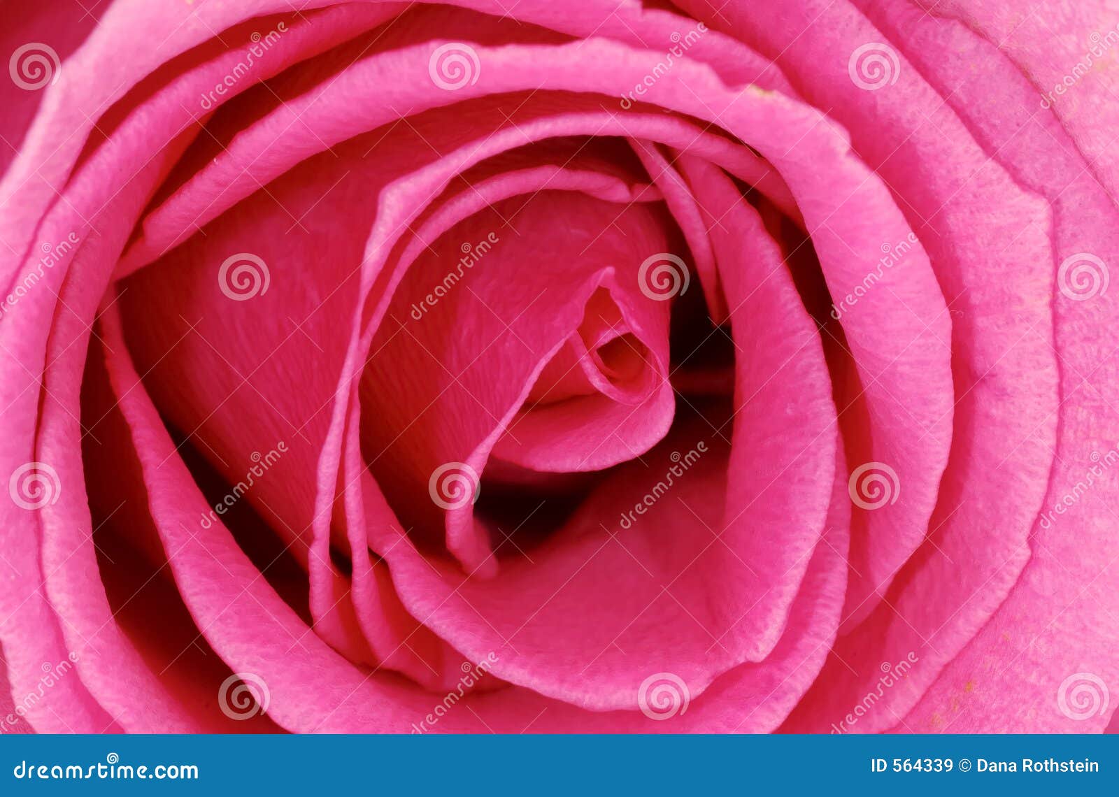 Rosa violeta imagem de stock. Imagem de fundo, floral, amor - 564339