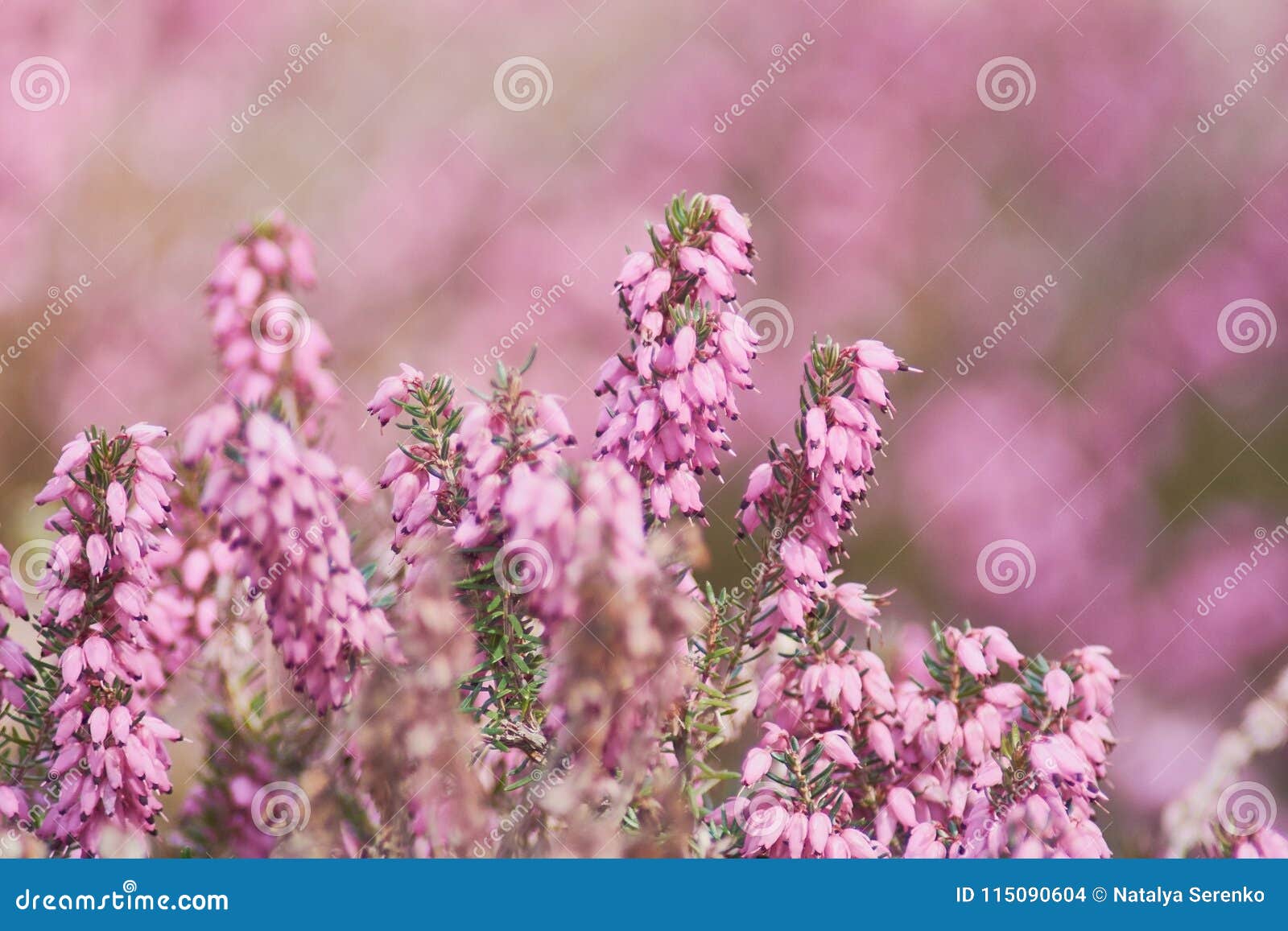 Rosa Vulgaris De Erica Calluna Foto de archivo - Imagen de fresco ...