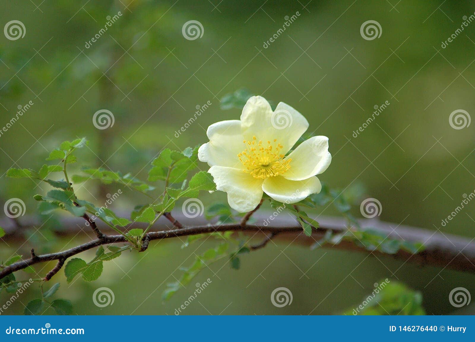Rosa xanthina stock photo. Image of green, siberian - 146276440