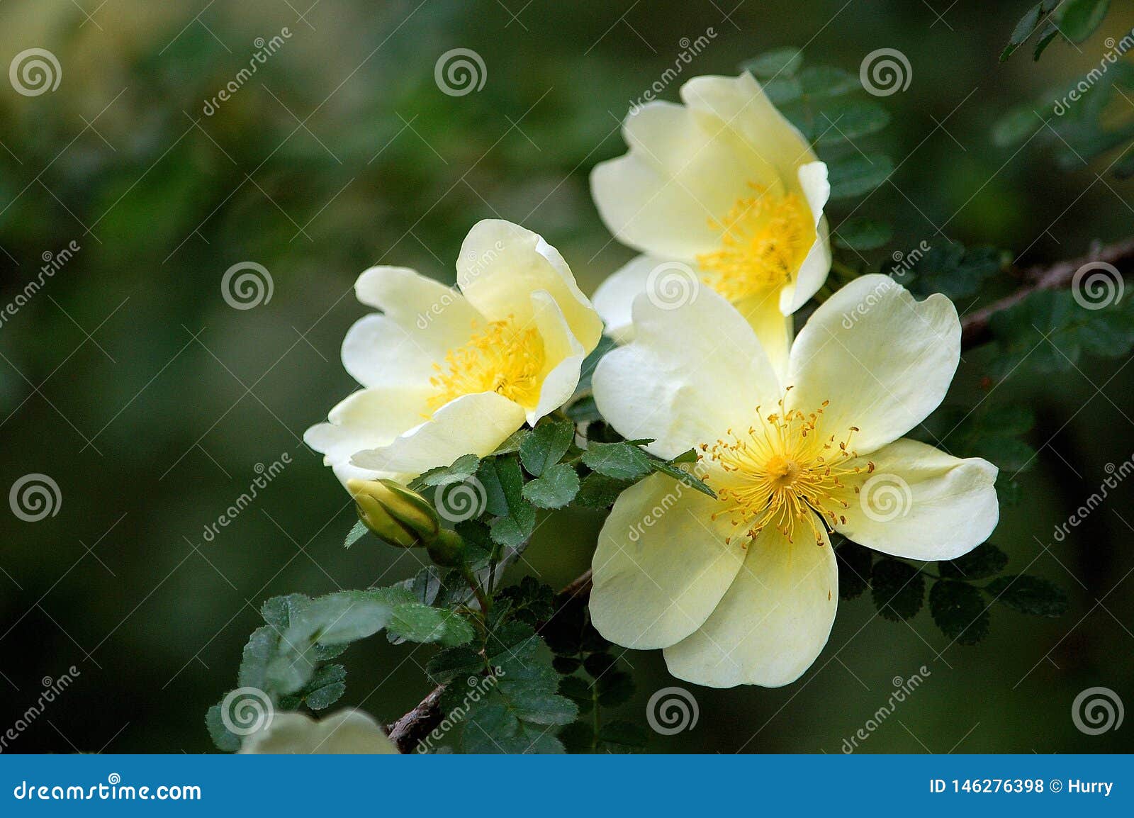 Rosa xanthina stock photo. Image of green, close, flower - 146276398