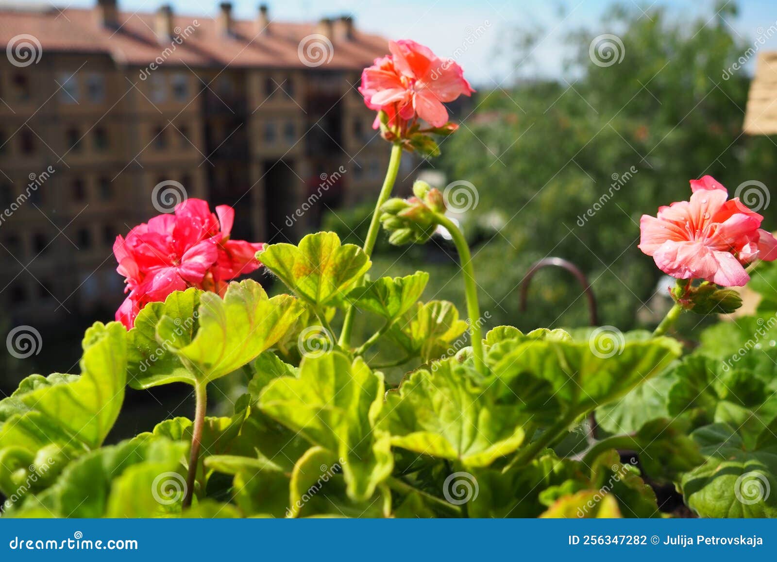 Rosa Zonale Geranien Auf Der Fensterbank. Pelargonium Peltatum Ist Eine ... Rosa Zonale Geranien Auf Der Fensterbank. Pelargonium Peltatum Ist Eine ...