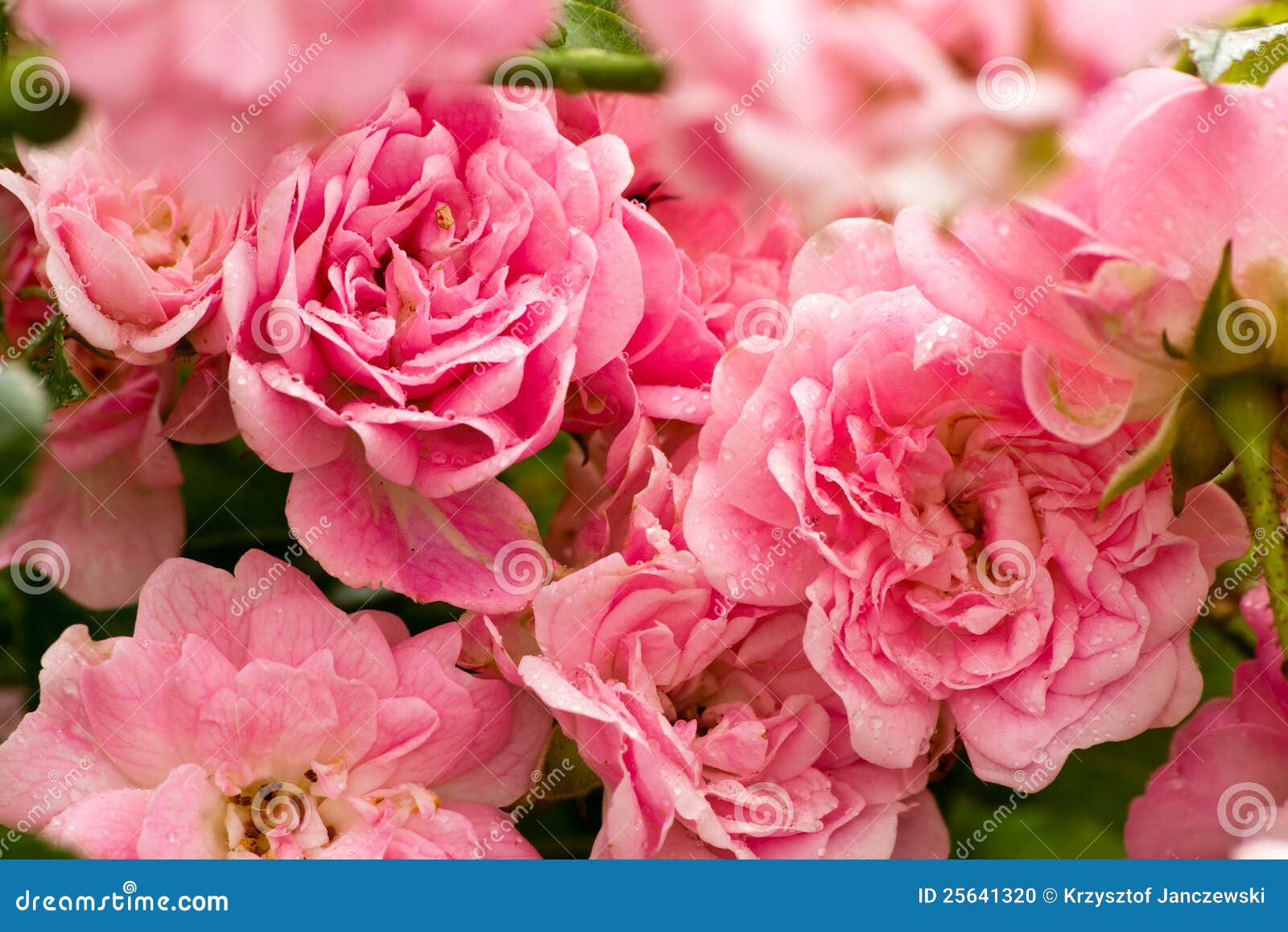Rosaceae, pink. stock photo. Image of botany, close, perennials - 25641320