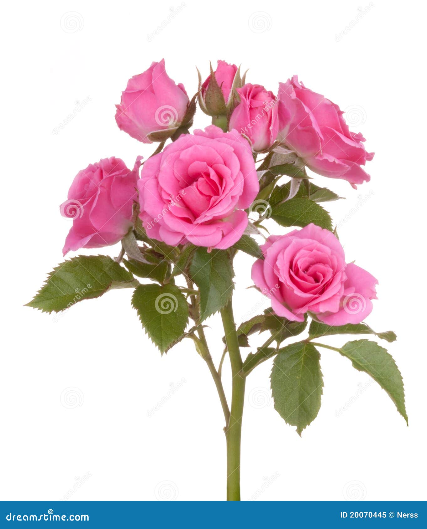 Rosafarbene Blume Des Roseblumen-Rosas Stockbild - Bild von ...