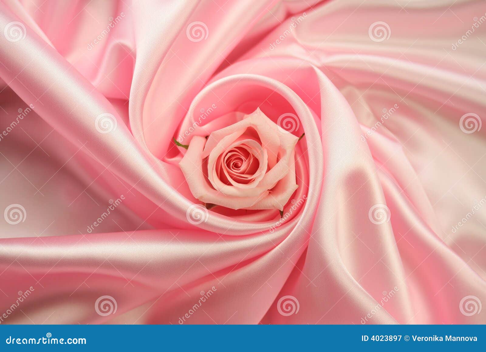 Rosafarbene Rose Auf Rosafarbenem Satin Stockbild - Bild von ...