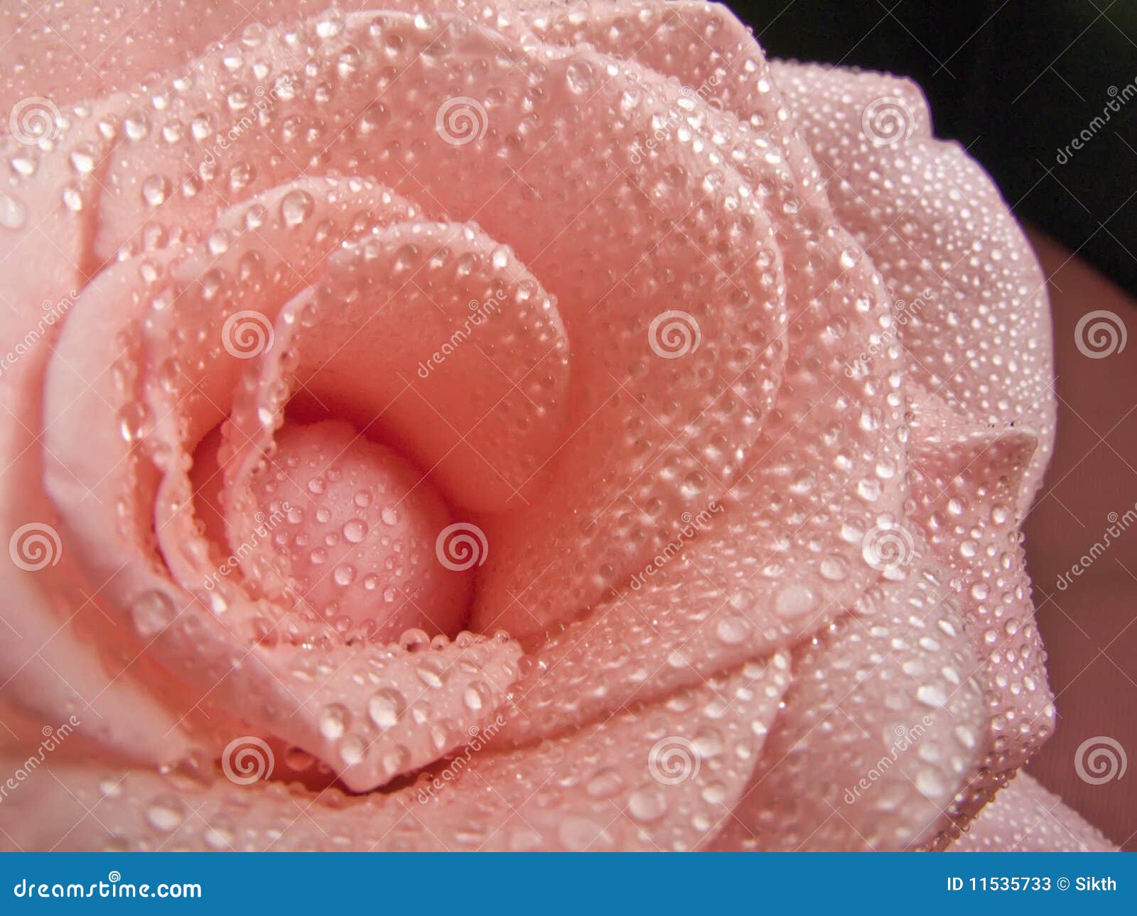 Rosafarbene Rose im Tau stockbild. Bild von duftstoff - 11535733