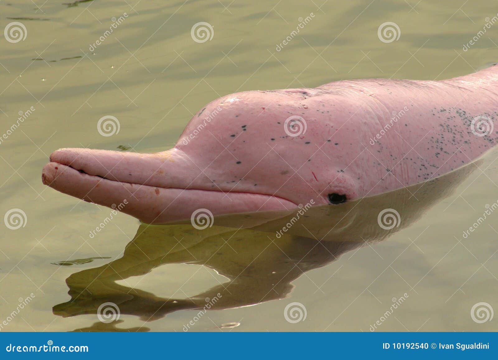Rosafarbener Delphin stockfoto. Bild von singapur, selten - 10192540