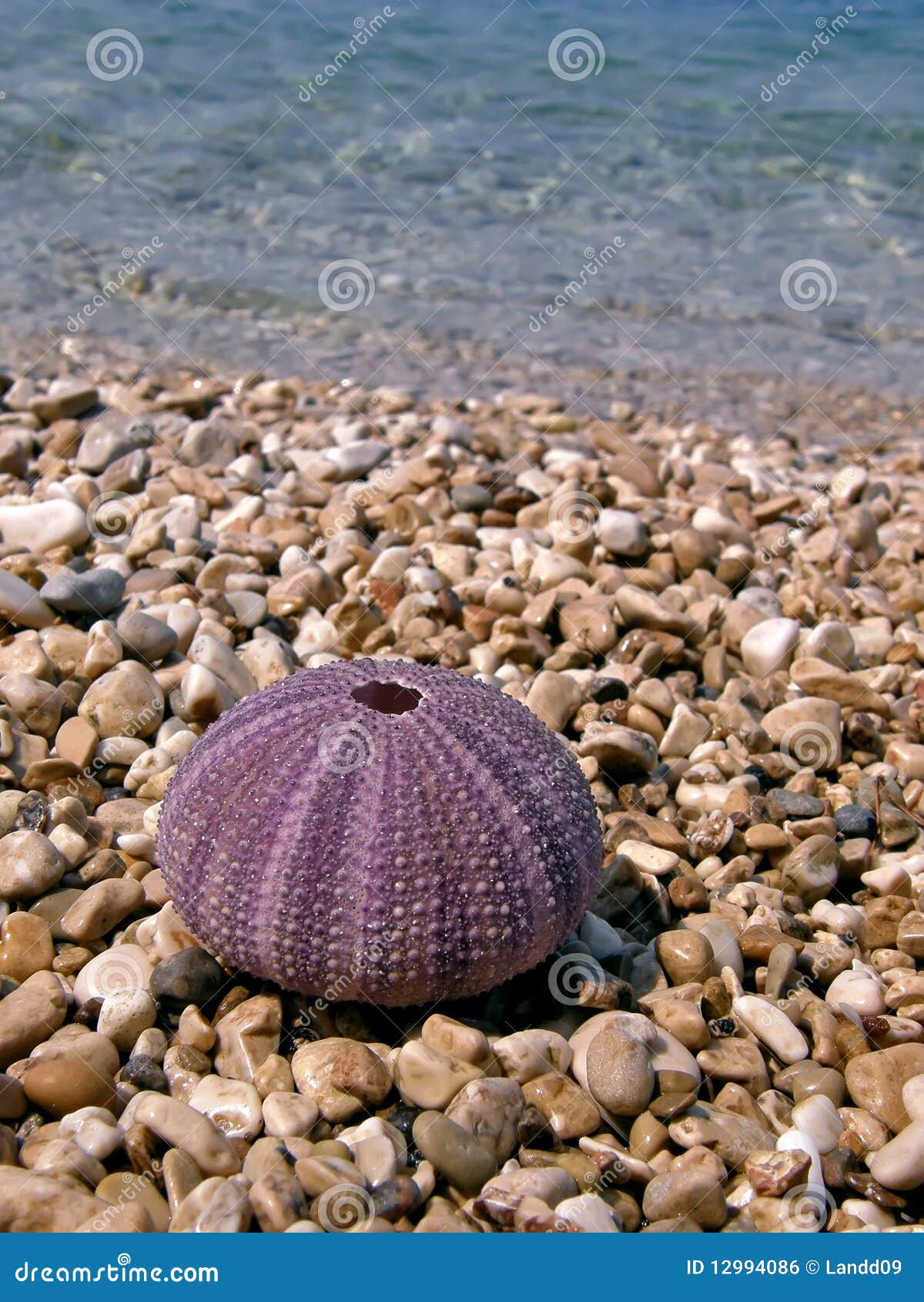 Rosafarbener Seeigel stockfoto. Bild von kalkhaltig, leben - 12994086