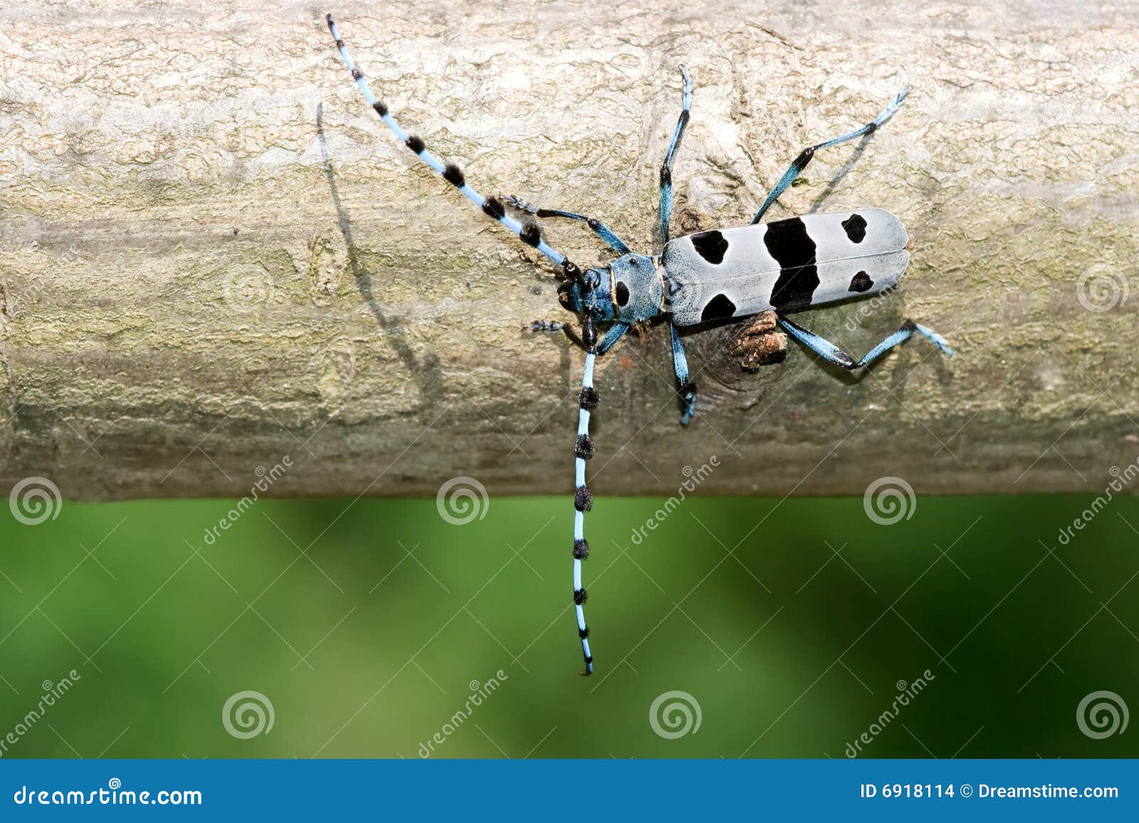 Rosalia longicorn stock photo. Image of alpina, wildlife - 6918114