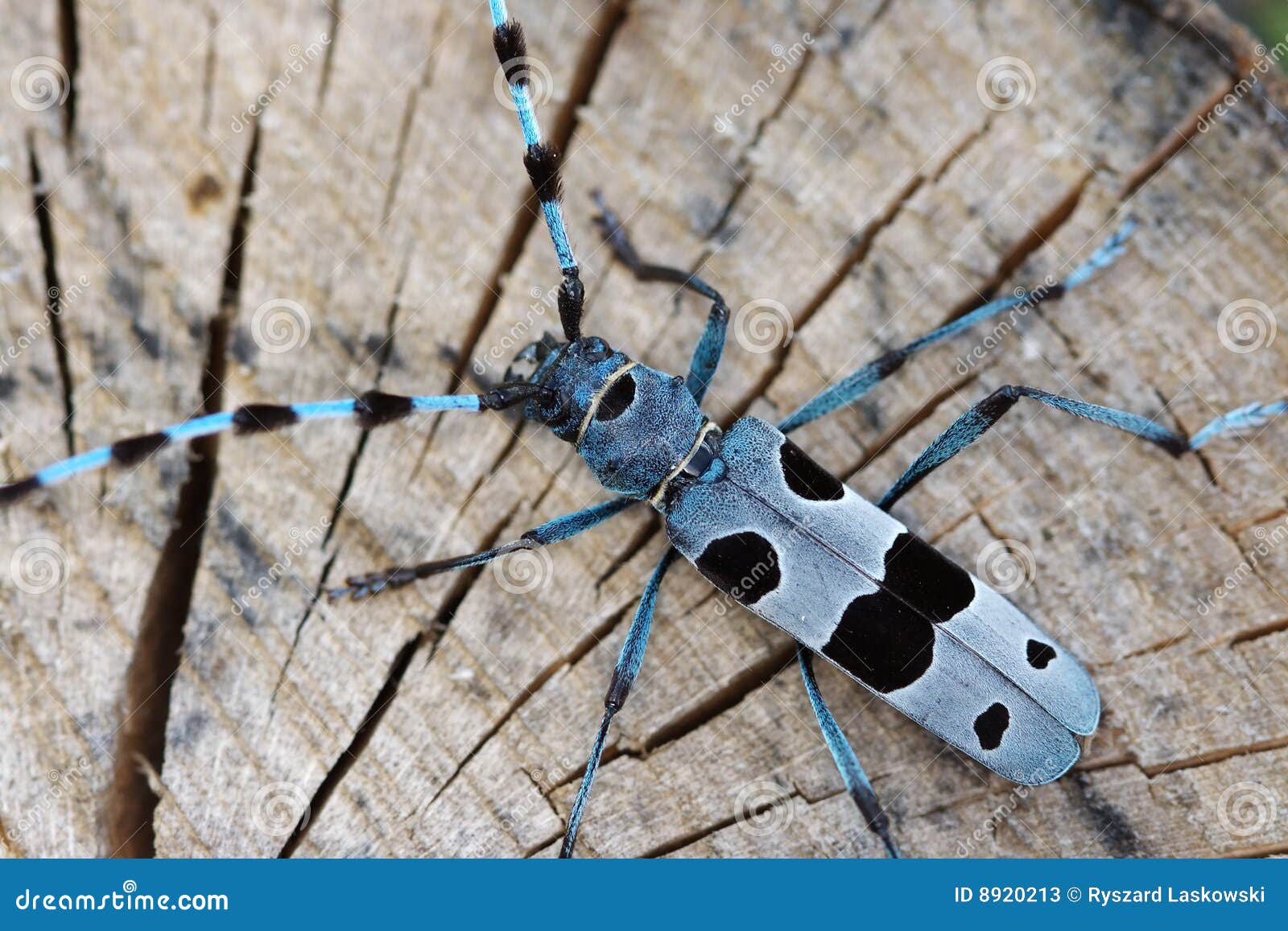 Rosalia Longicorn - Rosalia Alpina Or Alpine Longhorn Beetle, Is A ...