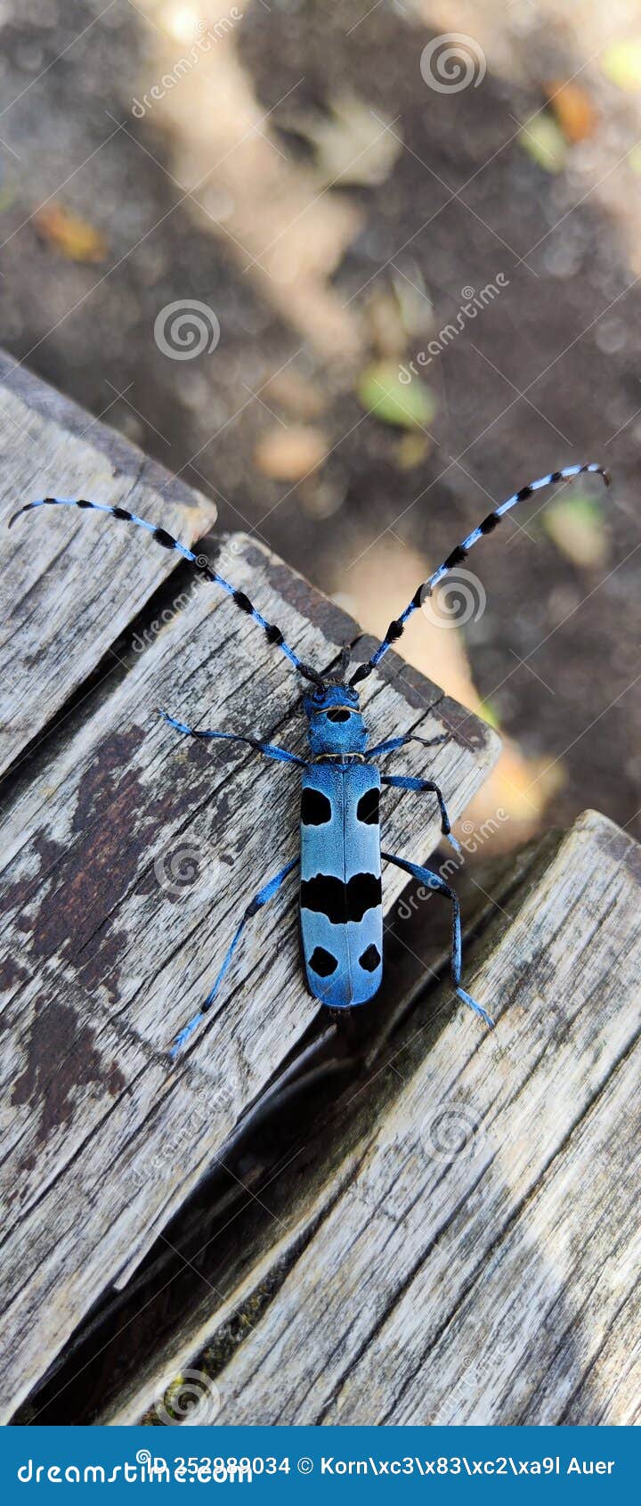 Rosalia longicorn stock photo. Image of forest, longicorn - 252989034