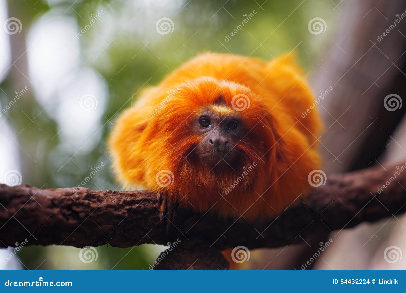 Rosalie stock photo. Image of primate, brazil, jungle - 84432224