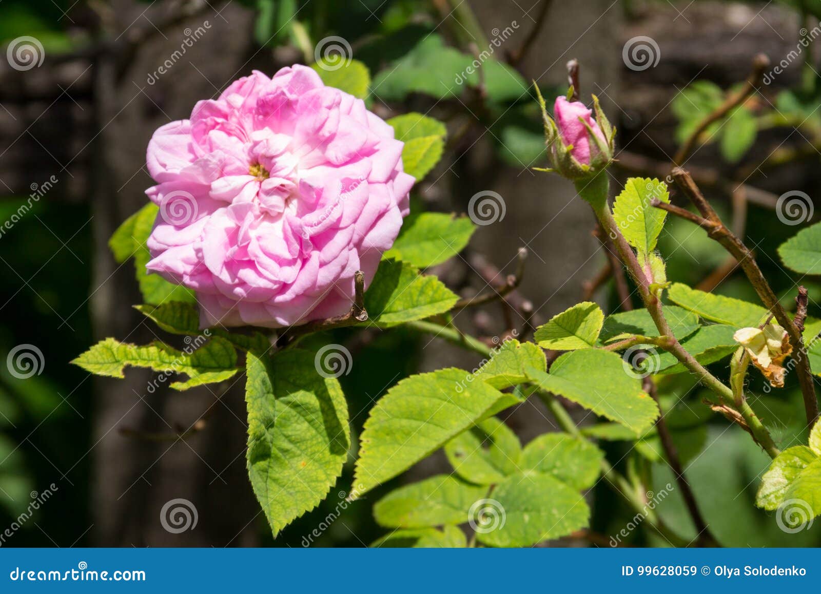 Rosarose Auf Einem Busch Im Garten Stockbild - Bild von park, botanik ...