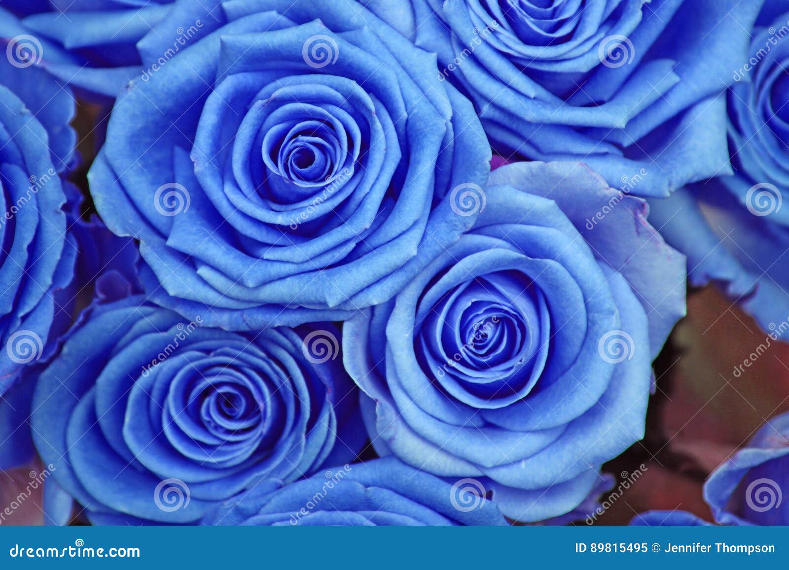 Rosas azuis imagem de stock. Imagem de flora, azul, indicador - 89815495