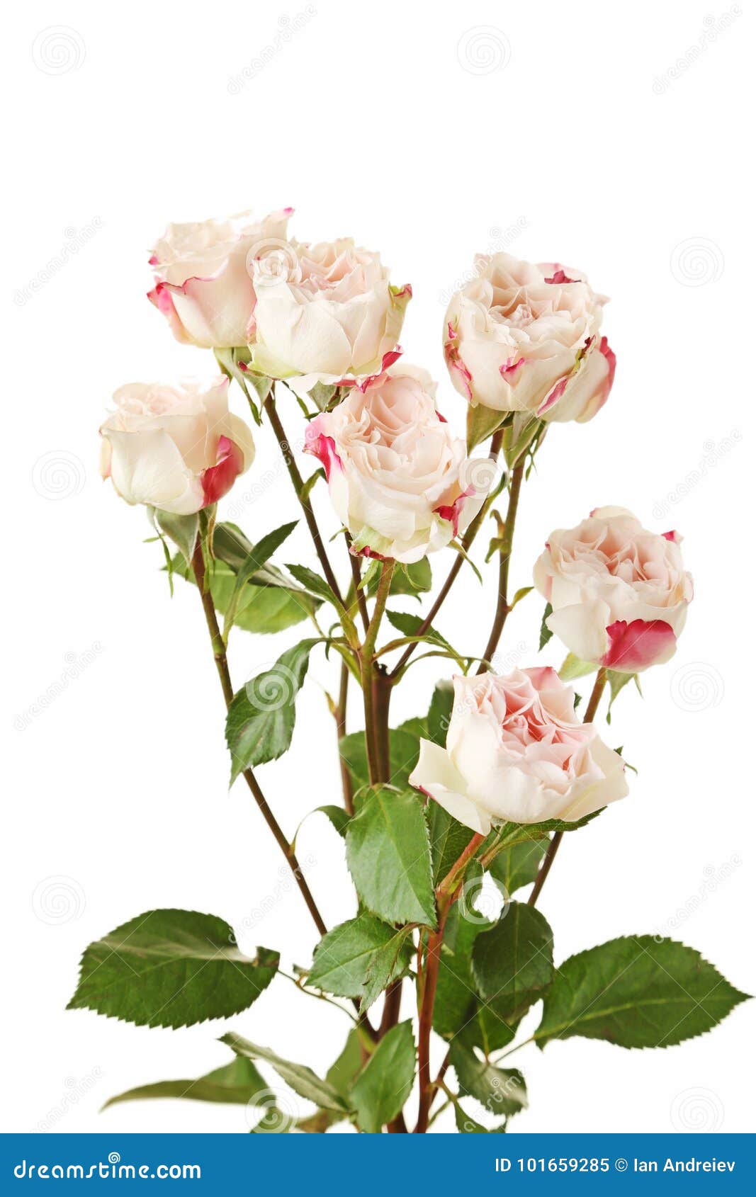 Rosas beige hermosas imagen de archivo. Imagen de fondo - 101659285