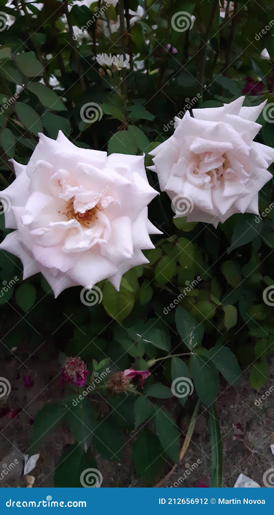 Rosas Blancas Que Crecen Solas Foto de archivo - Imagen de rosa ...