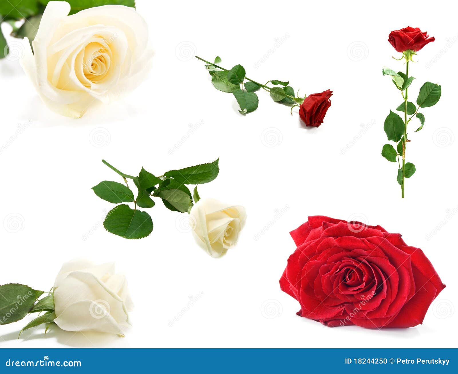 Rosas blancas y rojas foto de archivo. Imagen de rojo - 18244250