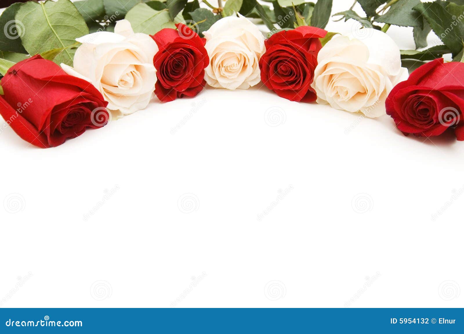 Rosas Blancas Y Rojas Aisladas En El Blanco Foto de archivo - Imagen de ...