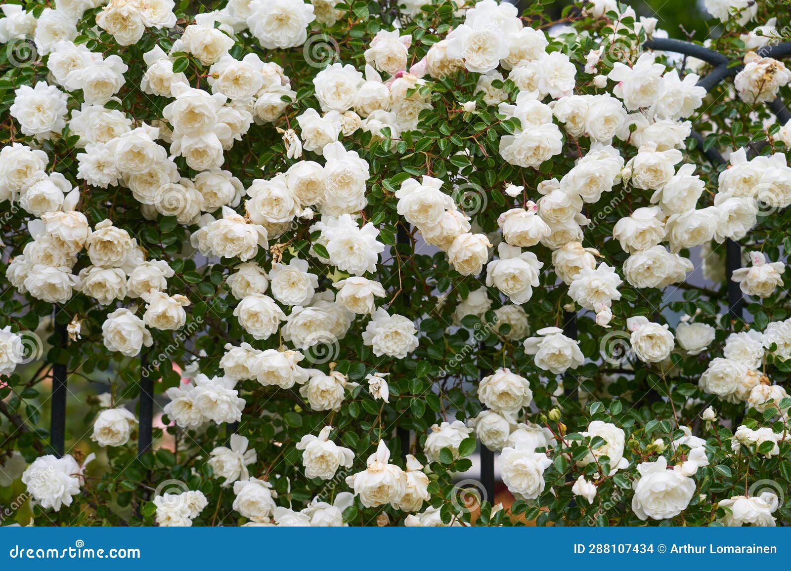 Rosas Brancas Sobre Um Mato Com Fundo Turvo. Foto de Stock - Imagem de ...