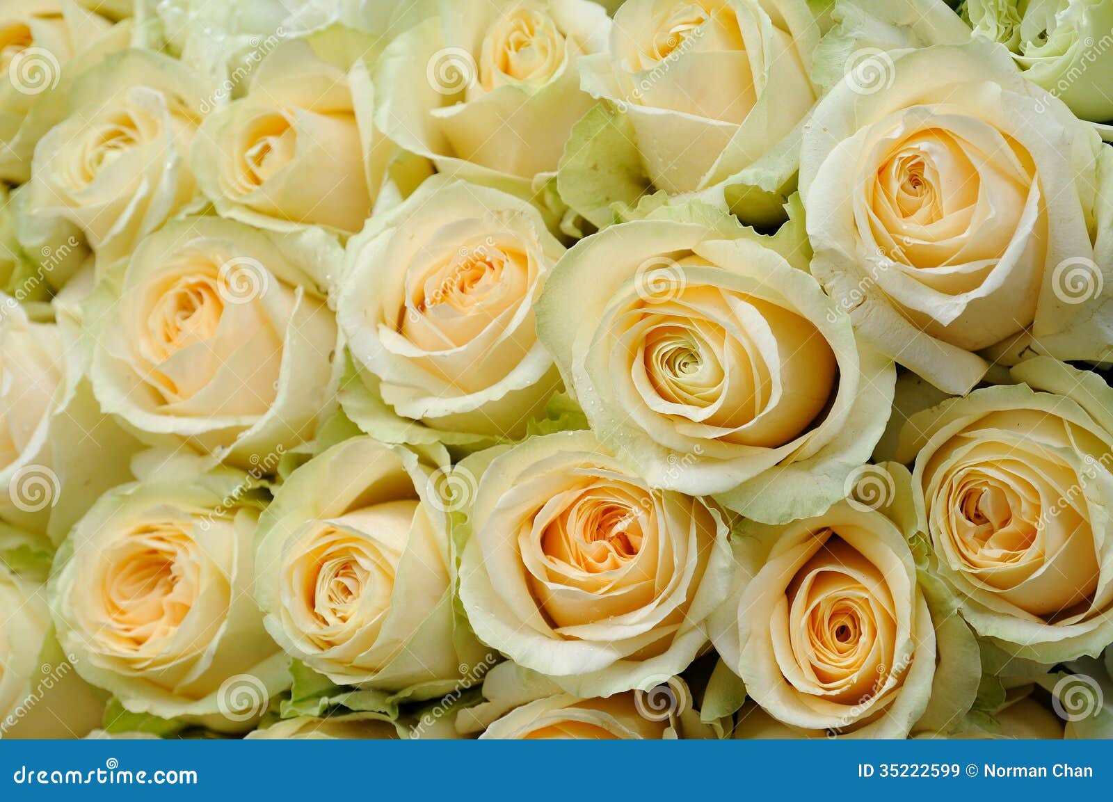 Rosas color nata imagen de archivo. Imagen de pétalo - 35222599