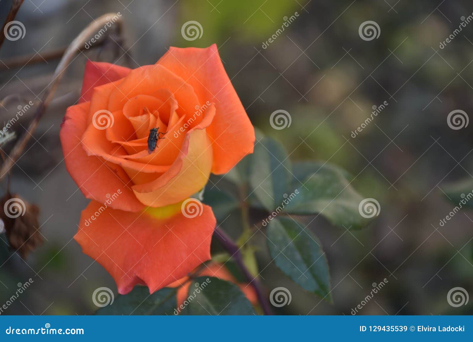 Rosas Coloridas Hermosas En La Sol Imagen de archivo - Imagen de cubo ...