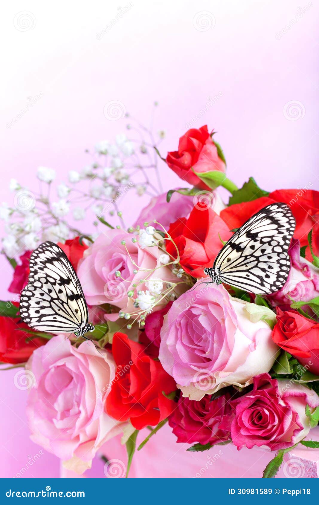 Rosas con las mariposas imagen de archivo. Imagen de febrero - 30981589
