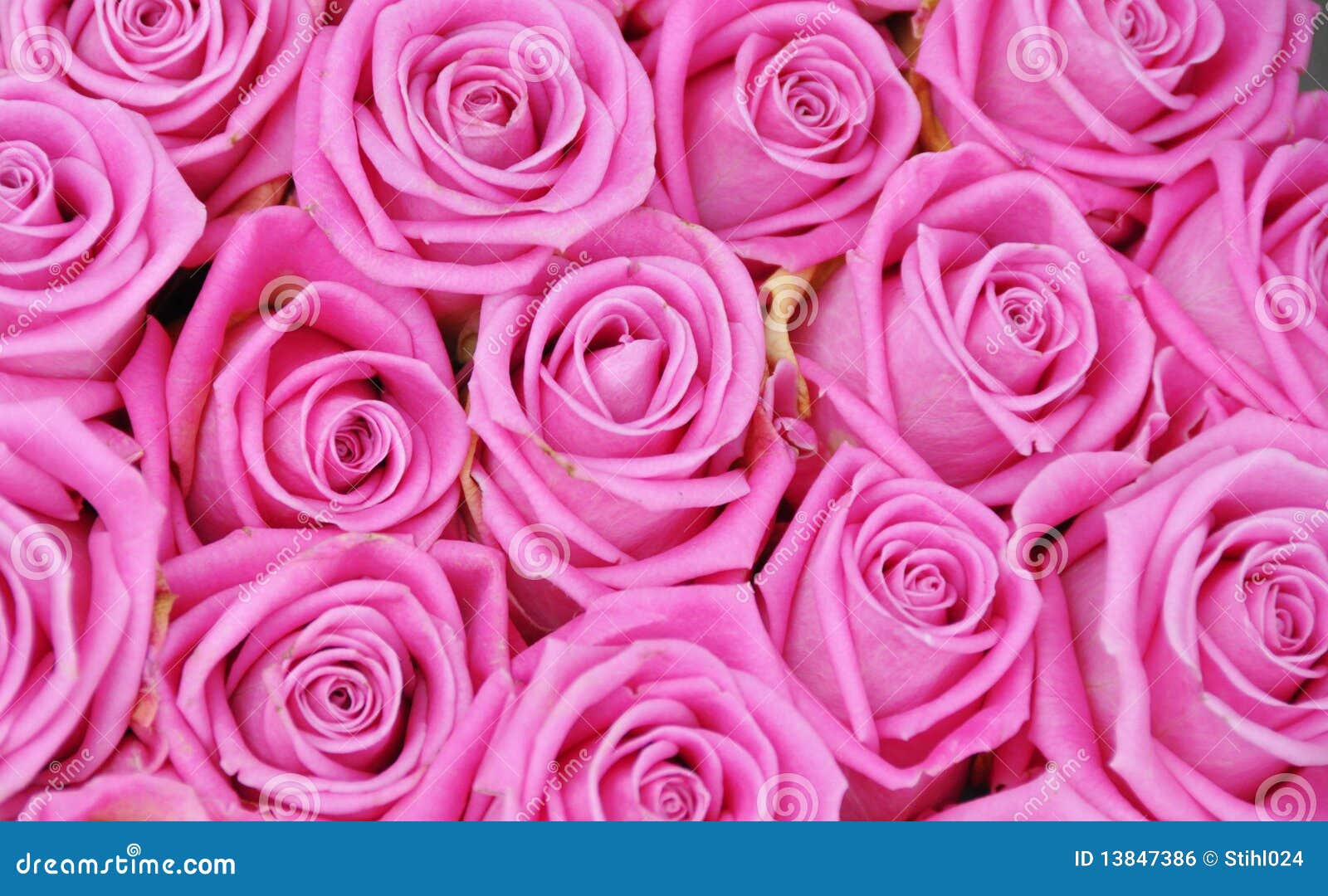 Rosas cor-de-rosa foto de stock. Imagem de arranjo, casamento - 13847386