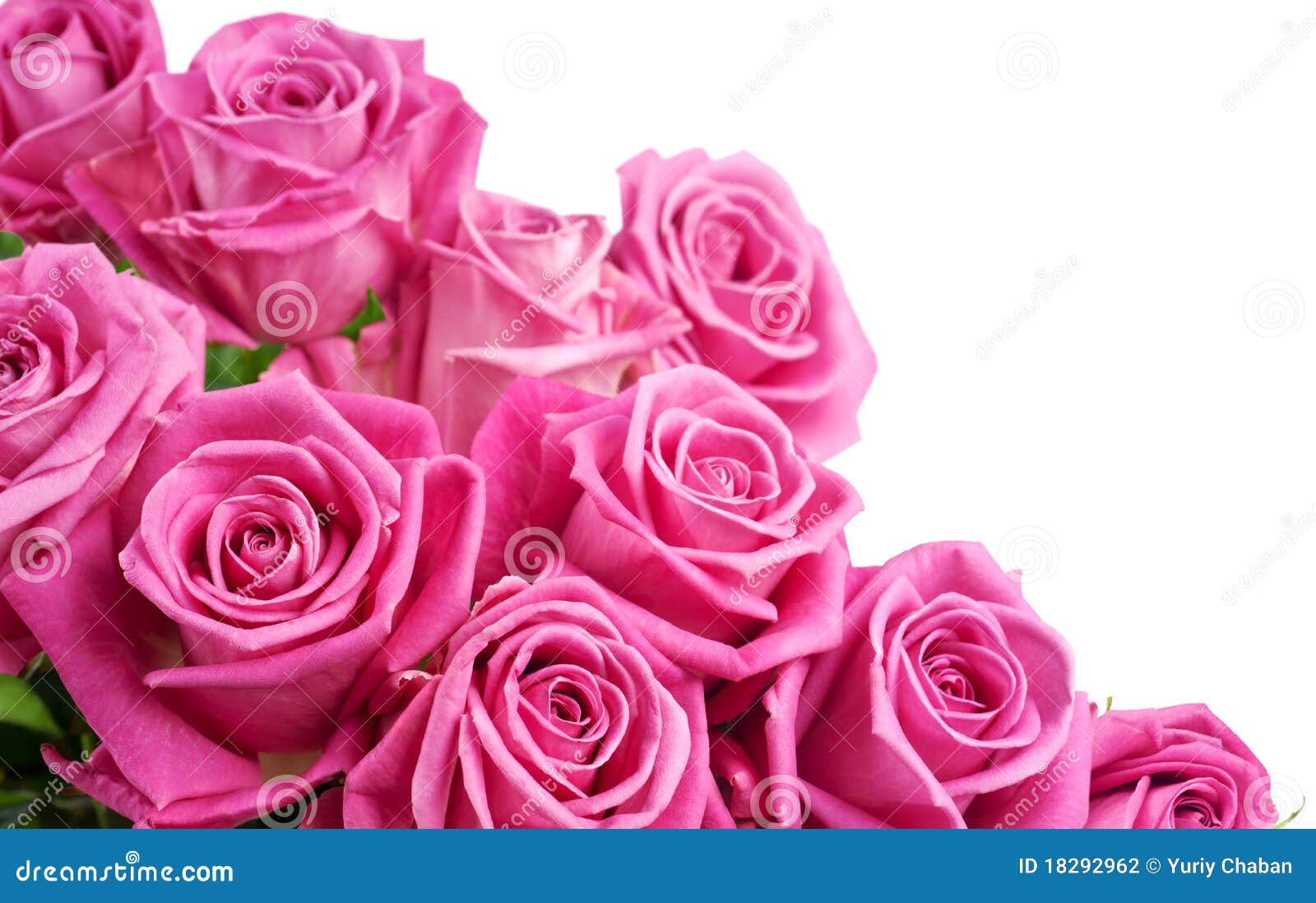 Rosas cor-de-rosa foto de stock. Imagem de beira, floral - 18292962