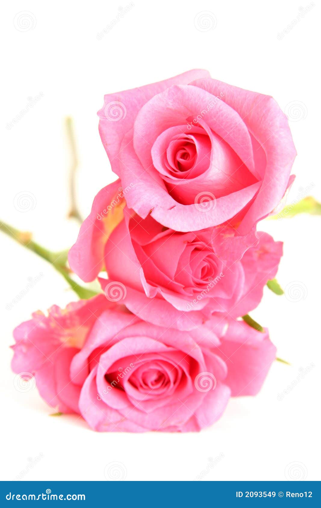 Rosas cor-de-rosa imagem de stock. Imagem de pétala, rosas - 2093549