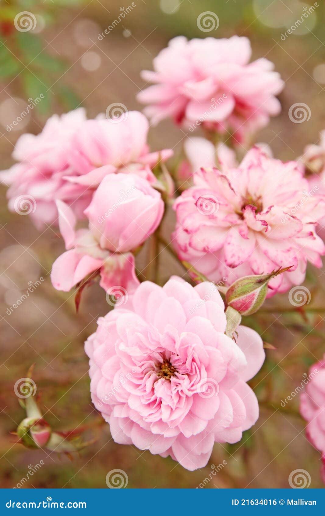 Rosas cor-de-rosa foto de stock. Imagem de macro, retro - 21634016