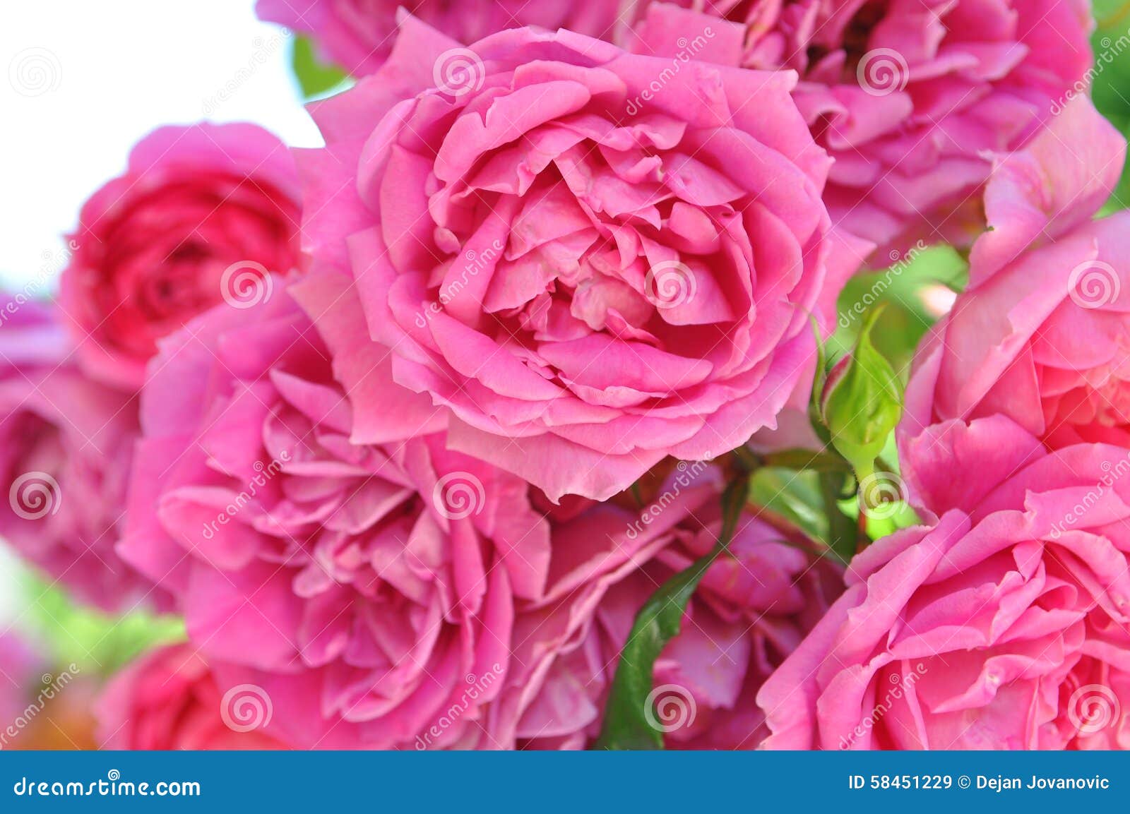 Rosas cor-de-rosa imagem de stock. Imagem de rosas, presente - 58451229