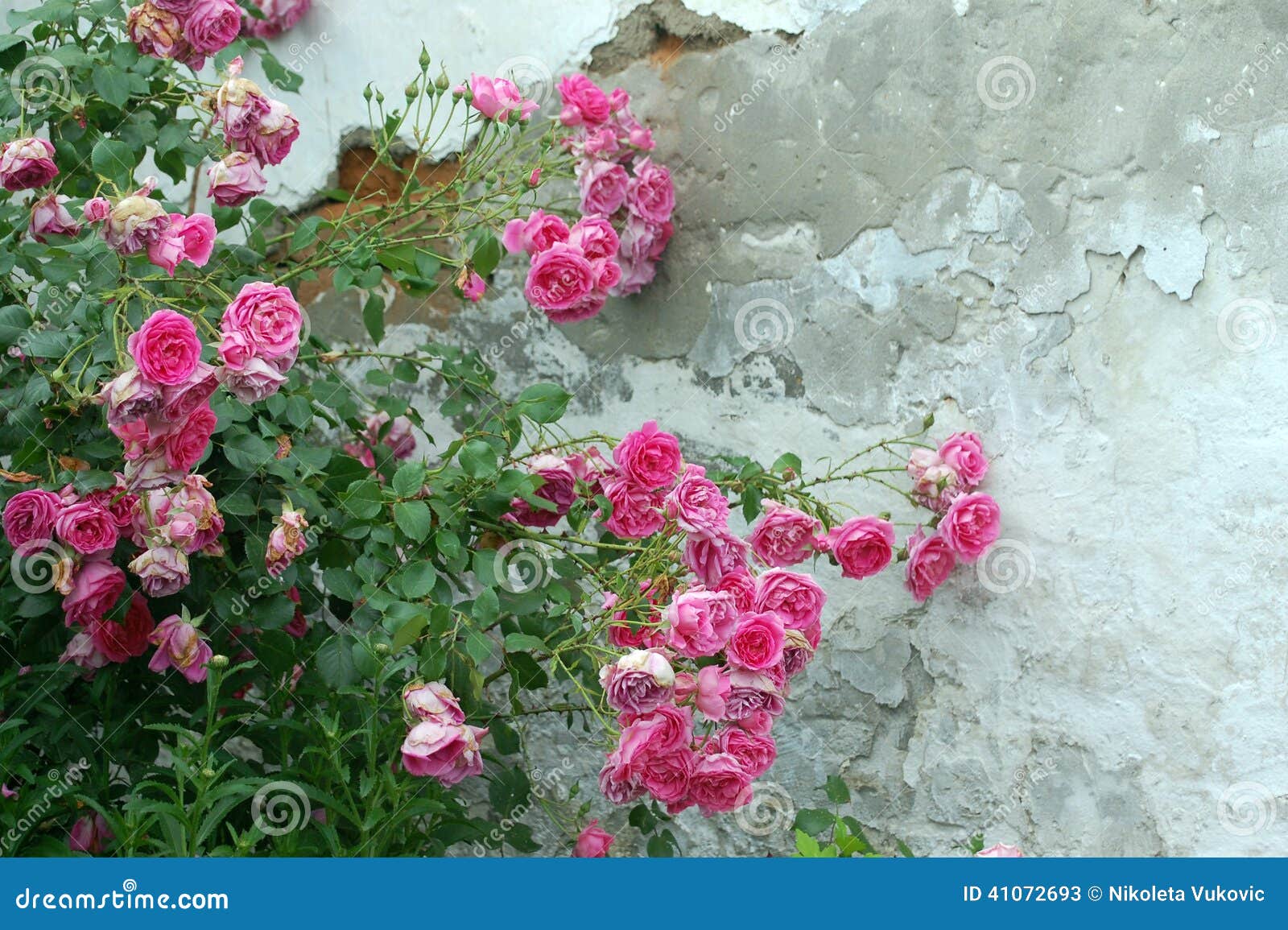 Rosas Cor-de-rosa Ao Longo Da Parede Velha Imagem de Stock - Imagem de ...