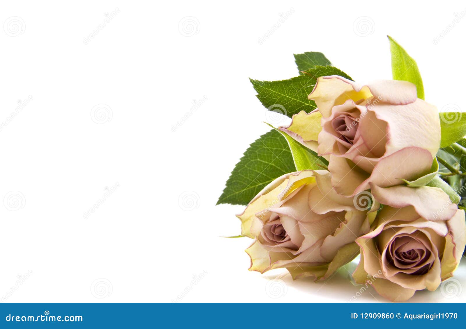 Rosas cor-de-rosa velhas foto de stock. Imagem de feriado - 12909860