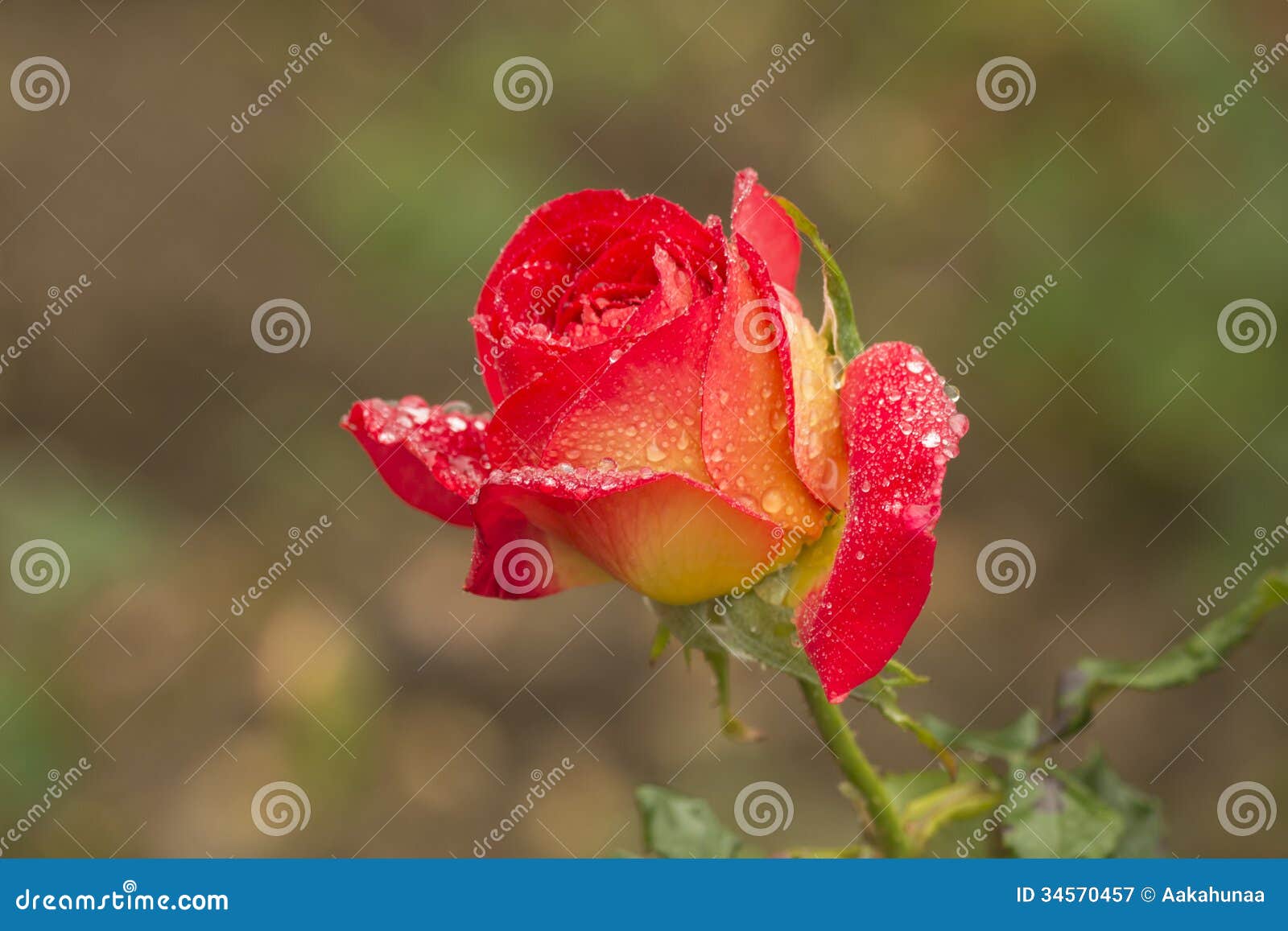 Rosas cubiertas con rocío imagen de archivo. Imagen de primer - 34570457