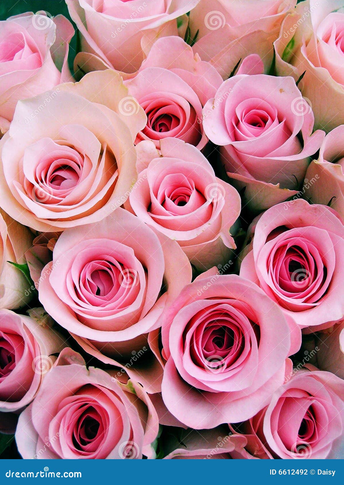 Rosas de bebê cor-de-rosa foto de stock. Imagem de conceito - 6612492