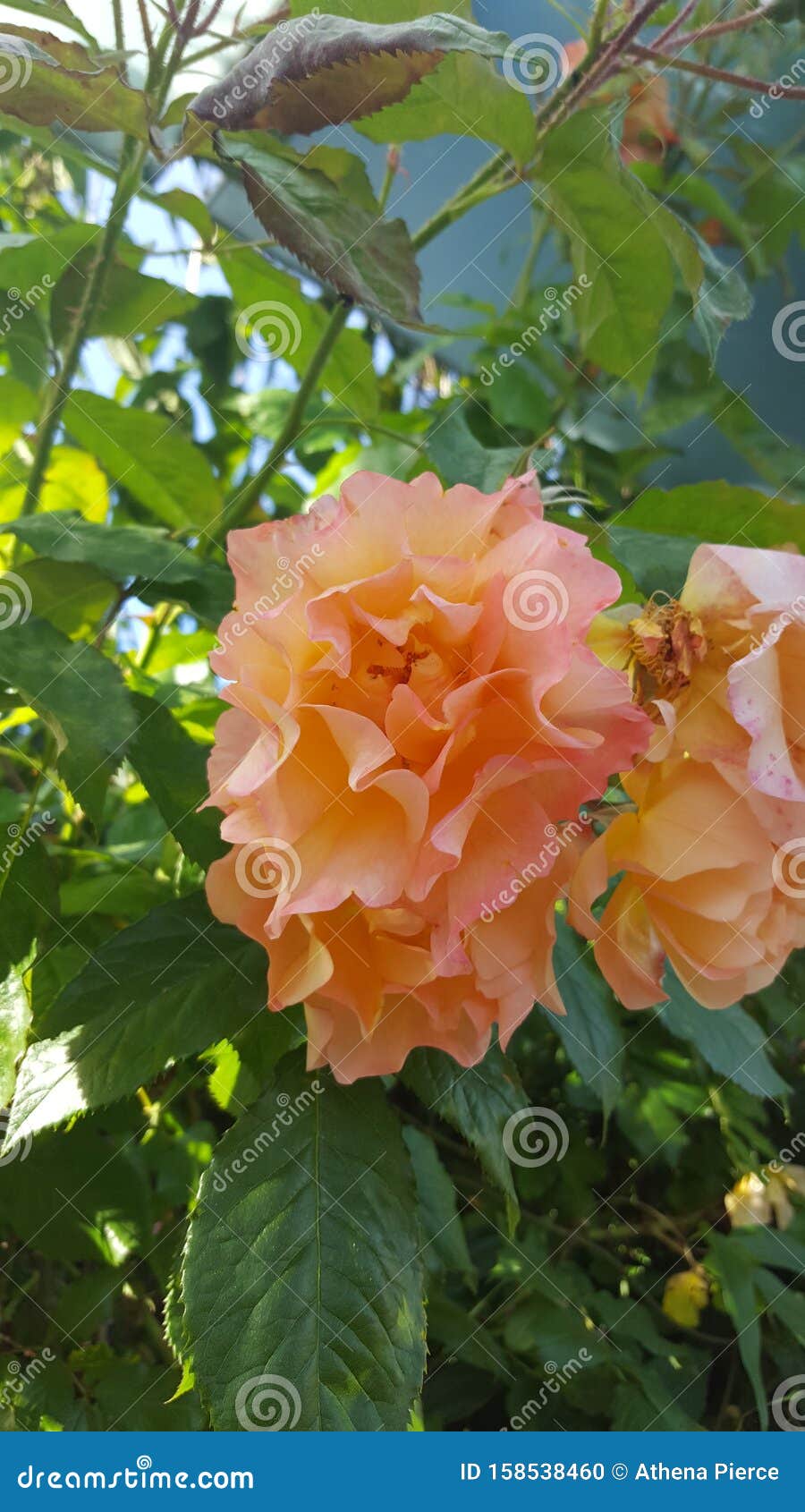 Rosas de la naturaleza foto de archivo. Imagen de anaranjado - 158538460
