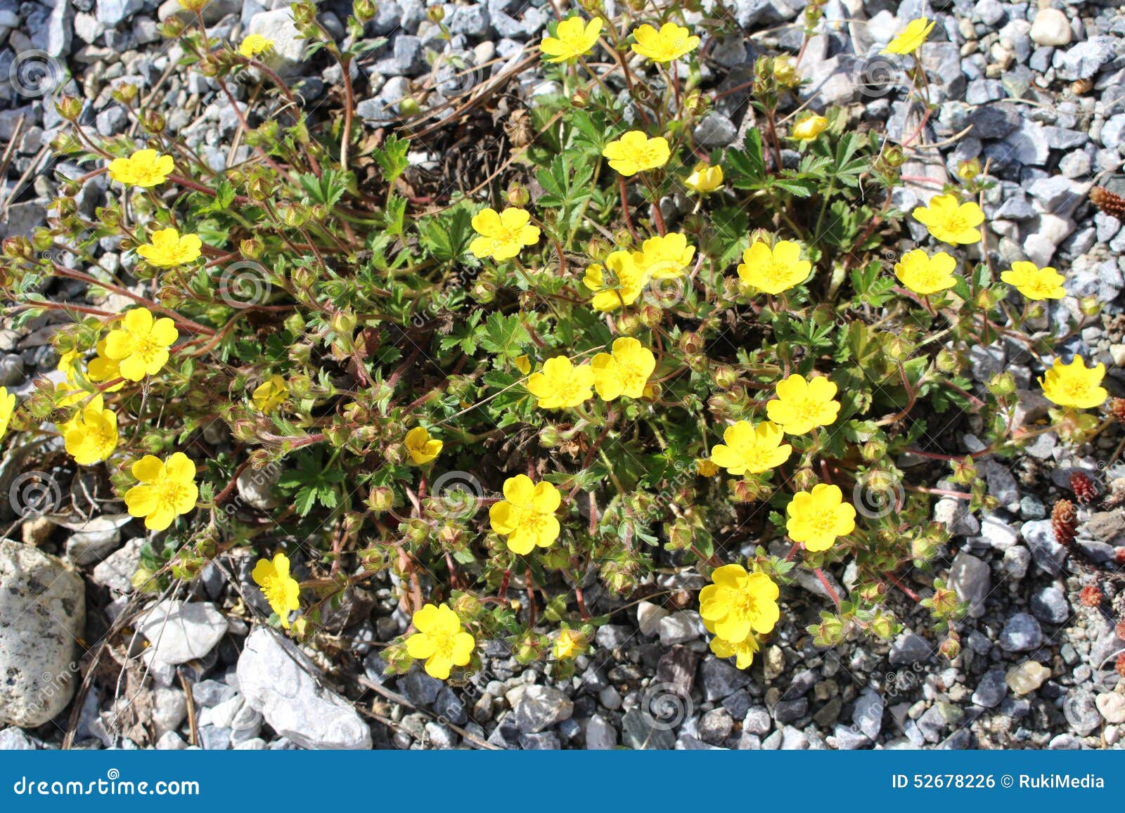Rosas De Roca Comunes (Helianthemum Nummularium) Foto de archivo ...