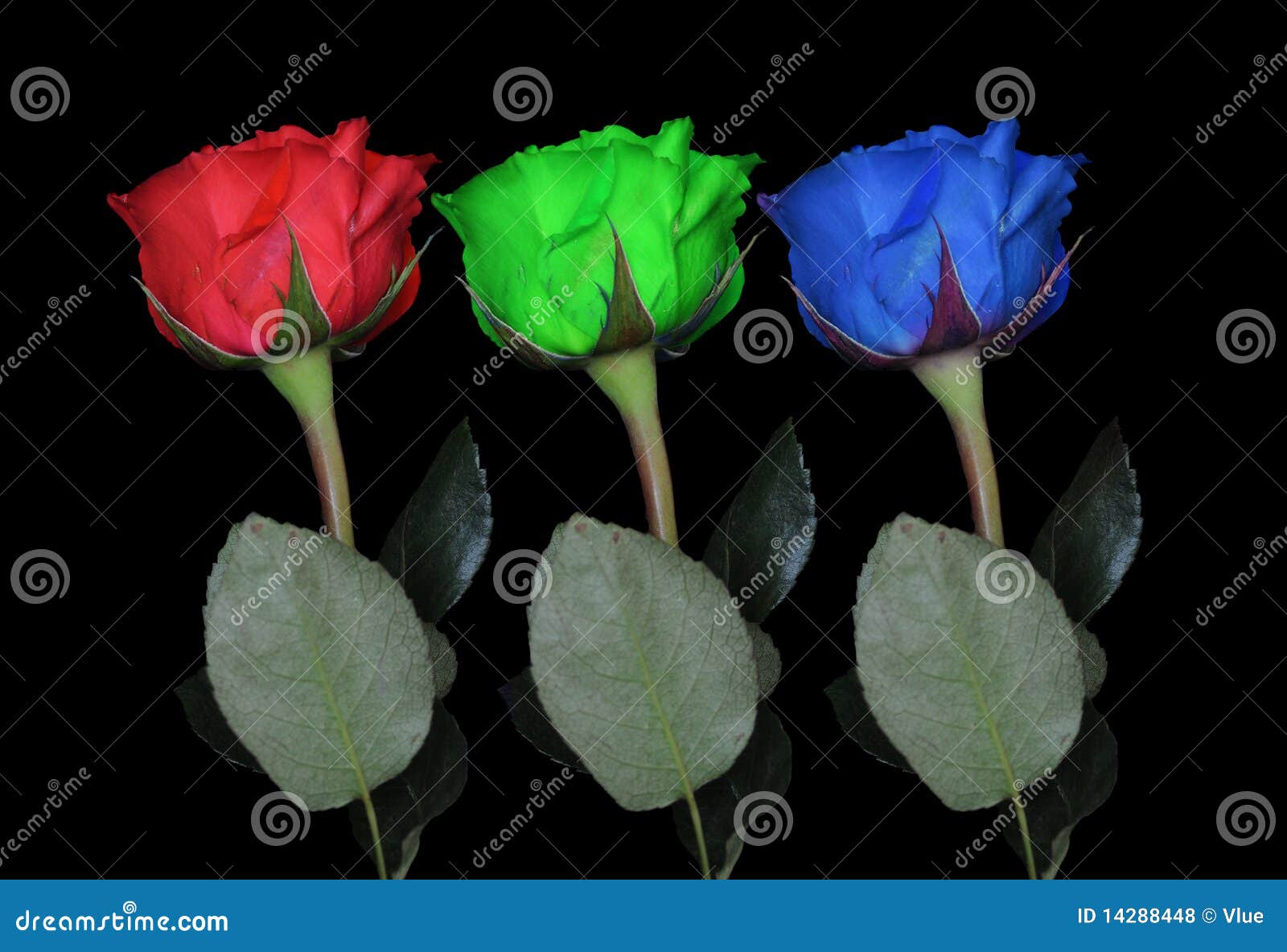 Rosas del RGB foto de archivo. Imagen de cubo, rosas - 14288448