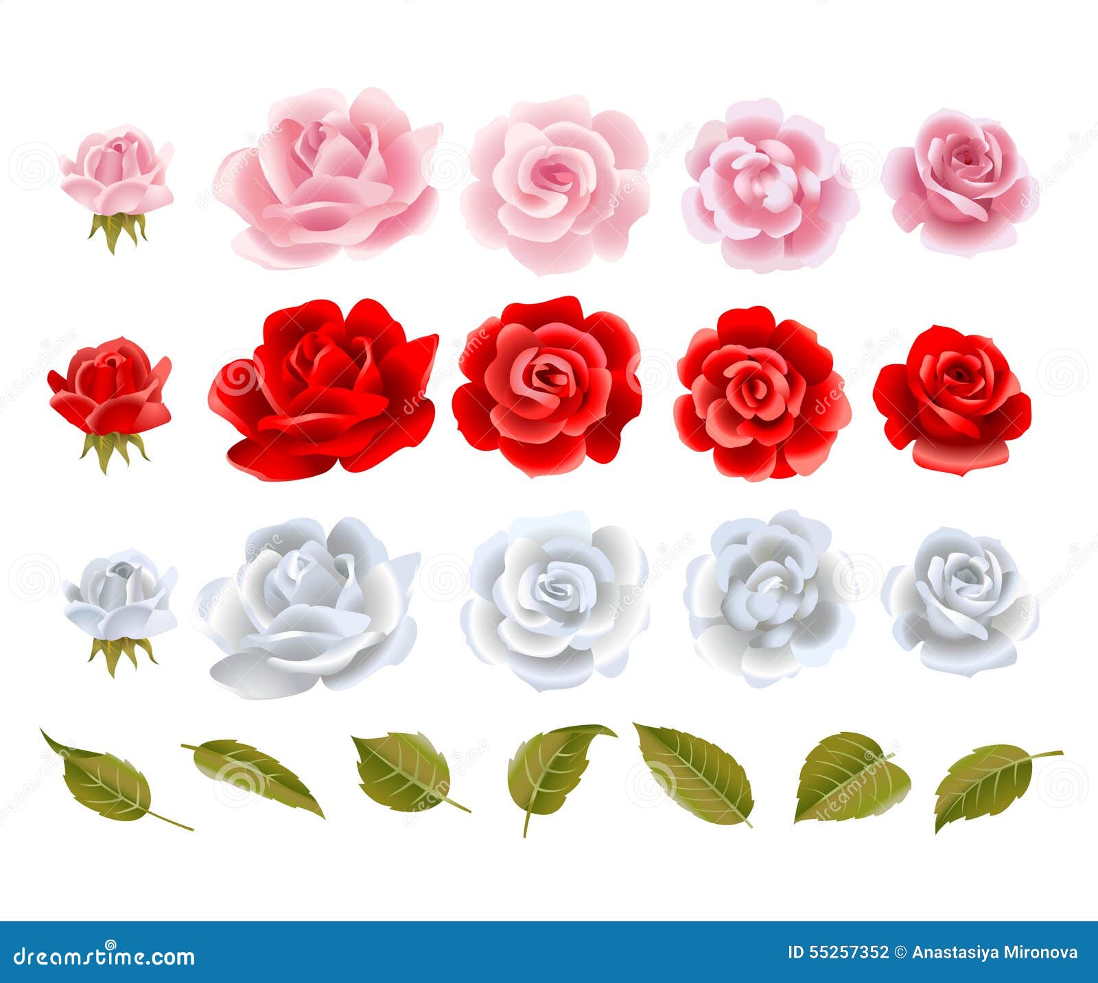 Rosas do vetor ilustração do vetor. Ilustração de arte - 55257352