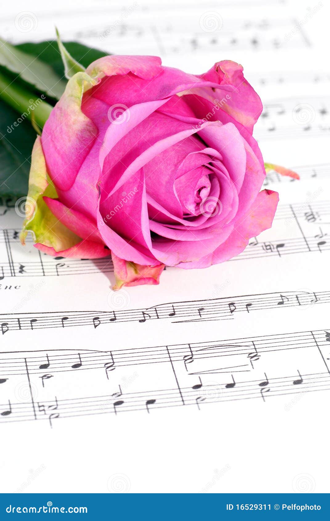 Rosas e música. imagem de stock. Imagem de decorativo - 16529311